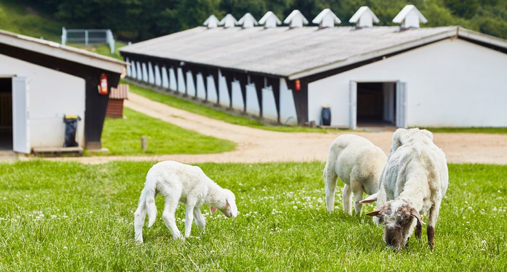 Farma – Restoran Bela reka